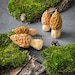 Morel Mushroom Candle Mold - Morchella Mushroom Candle Mold - True ...
