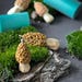 Morel Mushroom Candle Mold - Morchella Mushroom Candle Mold - True ...