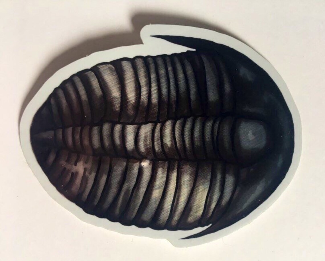 Paleontology Ammonite Trilobite Sticker Geology Paleontology | Etsy