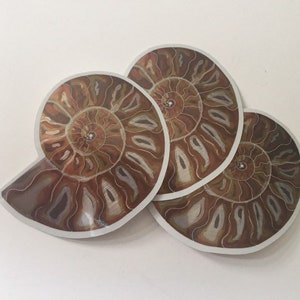 Paleontology Ammonite Trilobite Sticker Geology Paleontology Gift - Etsy