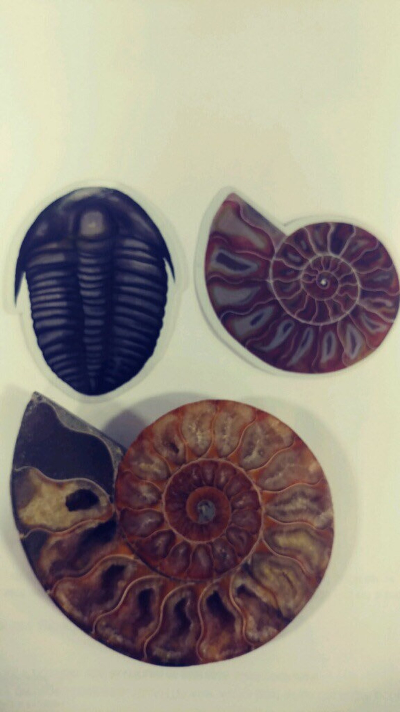 Paleontology Ammonite Trilobite Sticker Geology Paleontology | Etsy