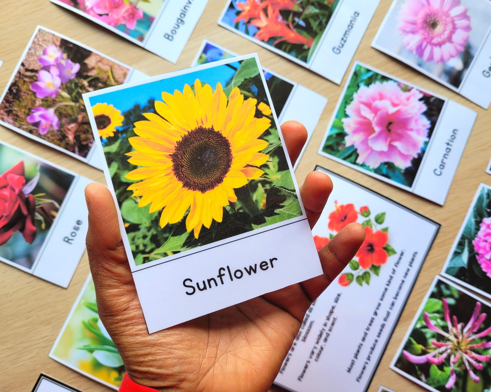 Flower Flashcards Printable / Montessori 3 Part Cards Editable Flower ...