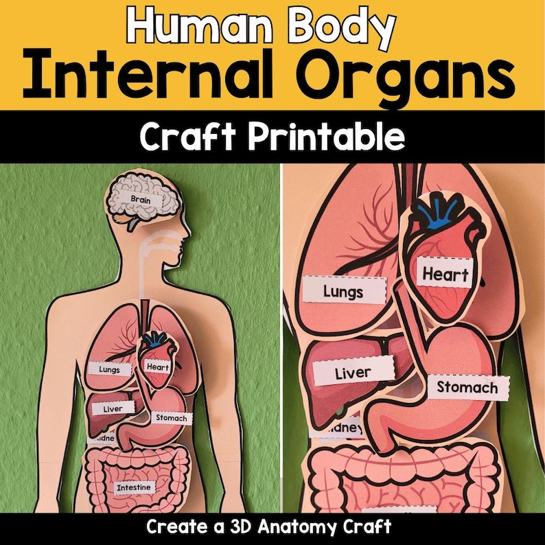 Human Body Internal Organs Craft, Printable Anatomy Craft for Kids ...