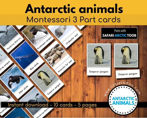 Antarctic Animals Printable Montessori 3 Part Cards Safari | Etsy