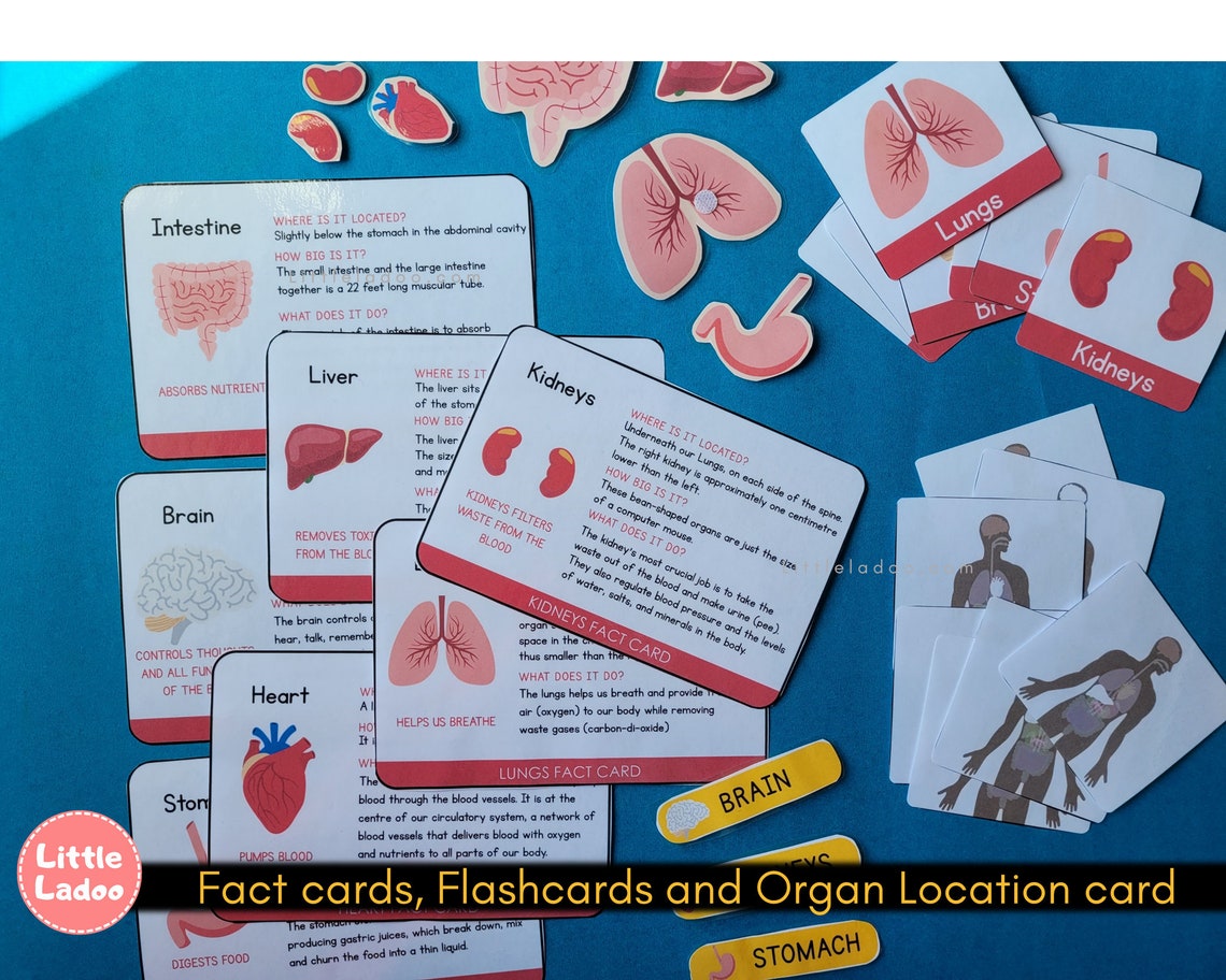 Human Internal Organs Busy Book , Anatomy Learning Binder, What's ...