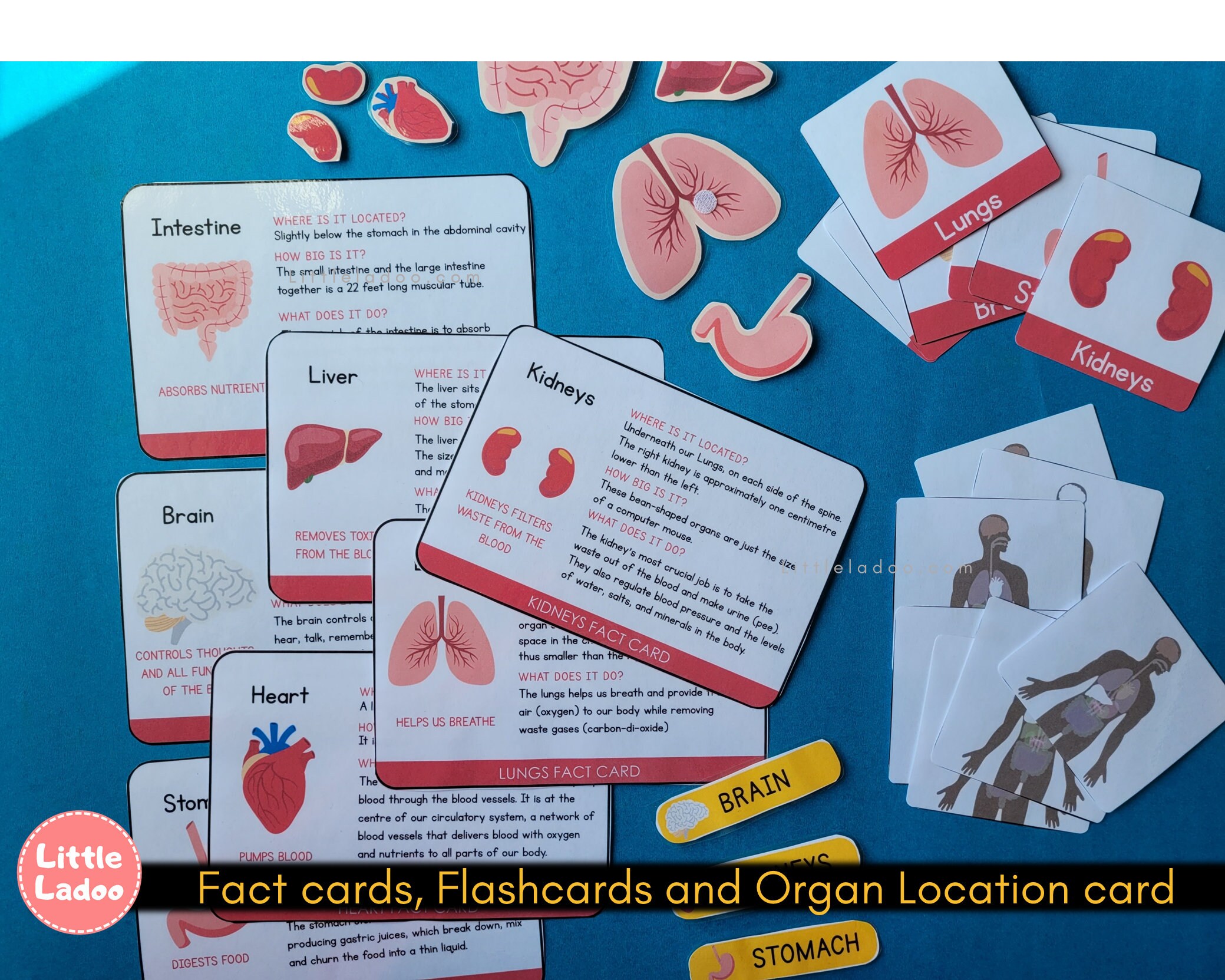 Human Internal Organs Busy Book Anatomy Learning Binder - Etsy