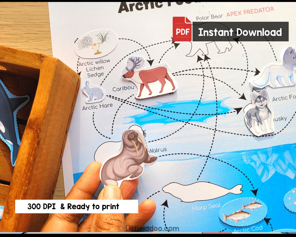 Arctic Food Web Printable - Interactive Learning Pack -- Busy Book Page ...