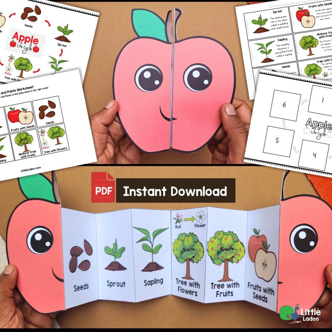 Apple Life Cycle Craft Printable - Foldable Life Cycle Activity - Etsy