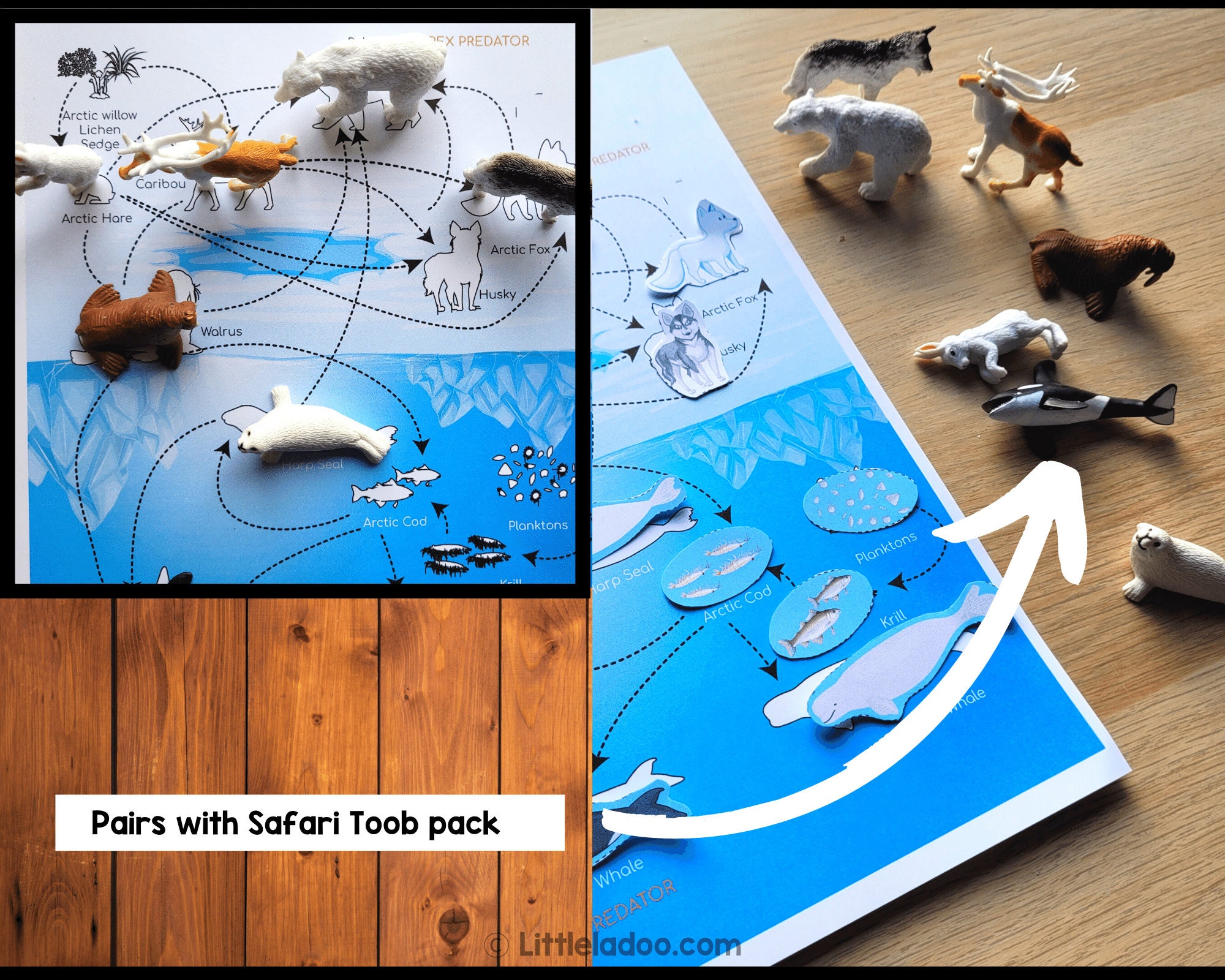 Arctic Food Web Printable - Interactive Learning Pack -- Busy Book Page ...