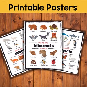 Animals in Winter Printable Pack - Learn About Hibernation, Adaptation ...