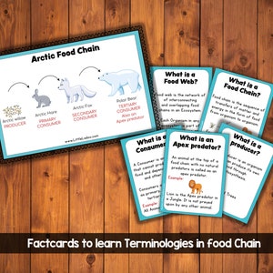 Arctic Food Web Printable - Interactive Learning Pack -- Busy Book Page ...