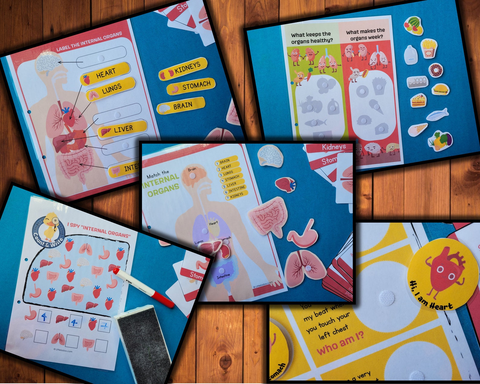 Human Internal Organs Busy Book , Anatomy Learning Binder, What's ...