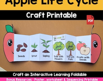 Apple Life Cycle Foldable - Etsy