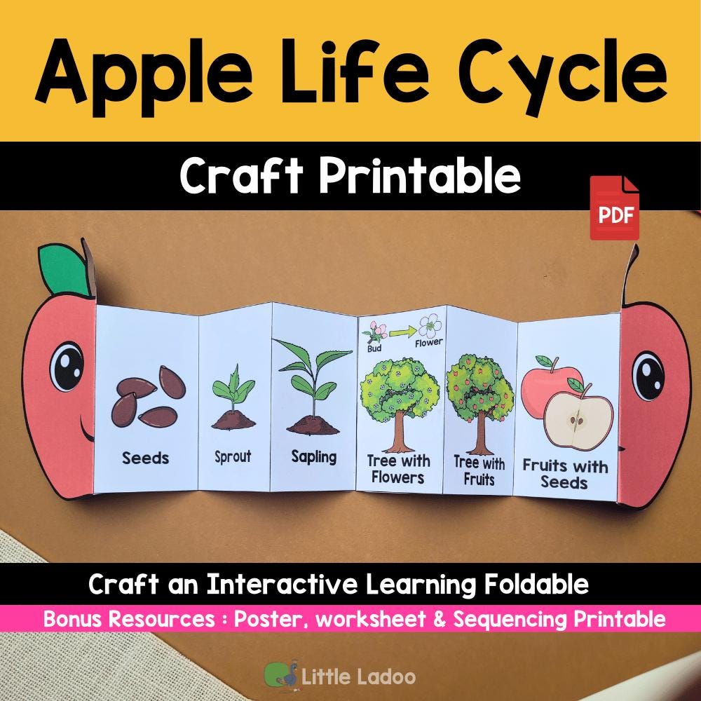 Apple Life Cycle Craft Printable - Foldable Life Cycle Activity - Etsy