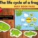 Life Cycle of a Frog : Busy Book Page Printable - Etsy