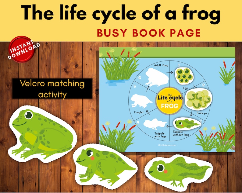 Life Cycle of a Frog : Busy Book Page Printable - Etsy