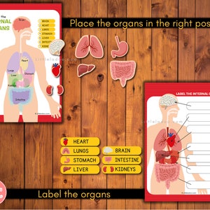 Human Internal Organs Busy Book , Anatomy Learning Binder, What's ...