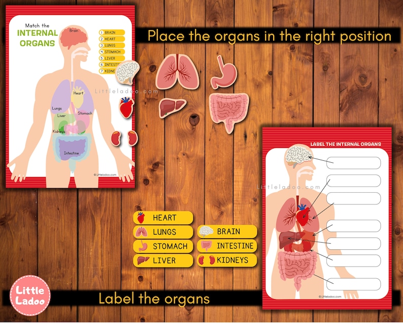 Human Internal Organs Busy Book , Anatomy Learning Binder, What's ...