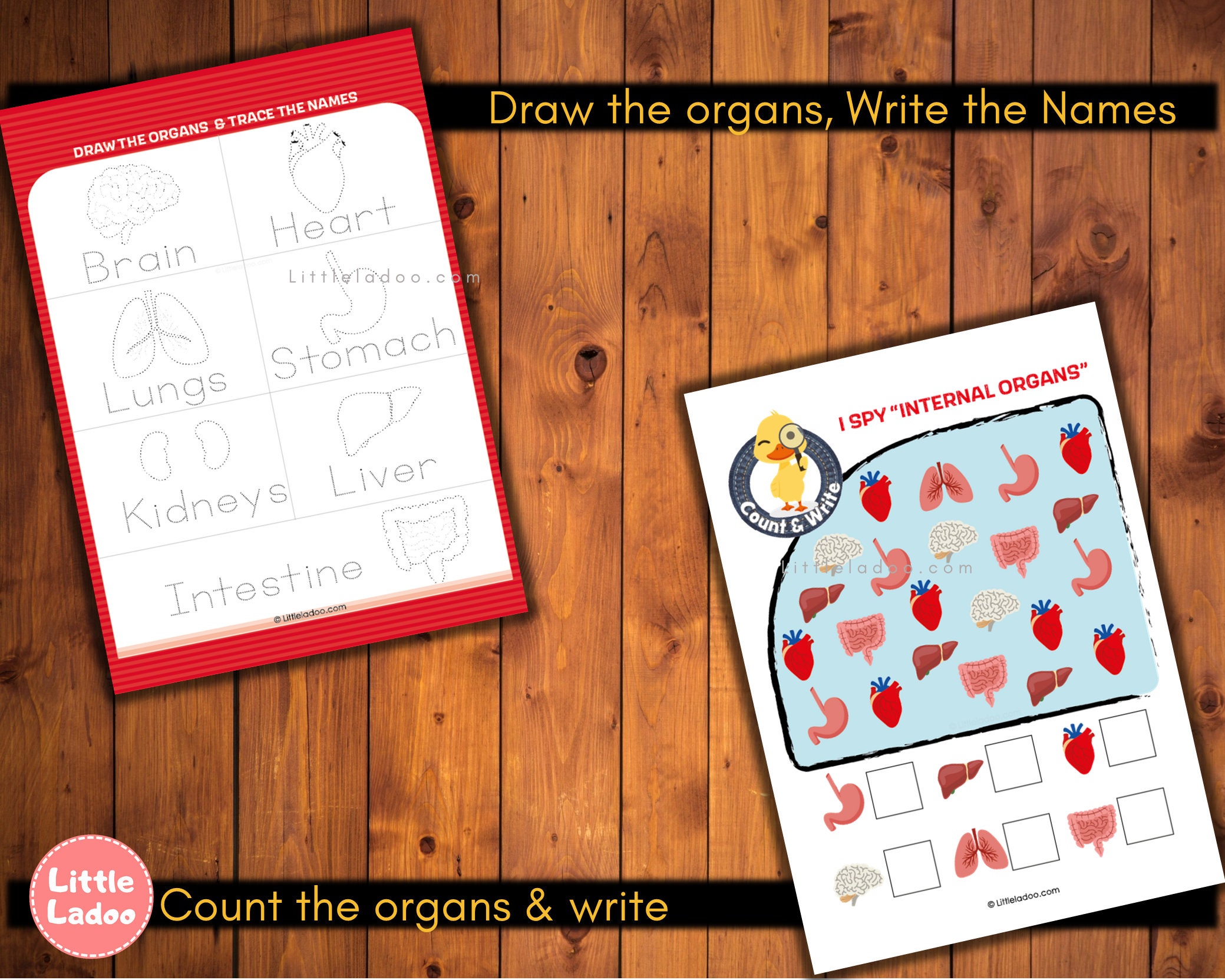 Human Internal Organs Busy Book Anatomy Learning Binder - Etsy