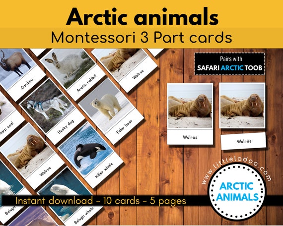 Arctic Animals Printable Montessori 3 Part Cards Safari | Etsy
