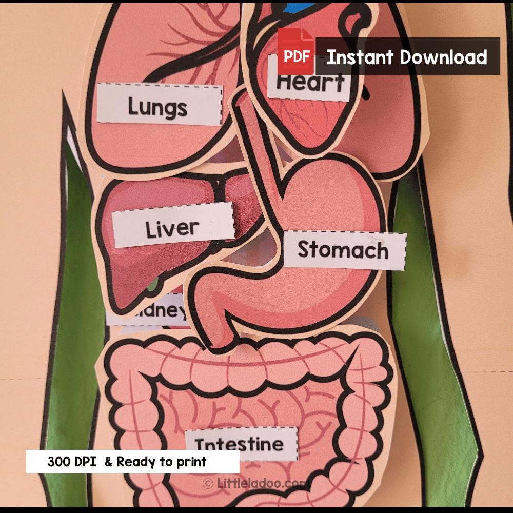 Human Body Internal Organs Craft, Printable Anatomy Craft for Kids ...