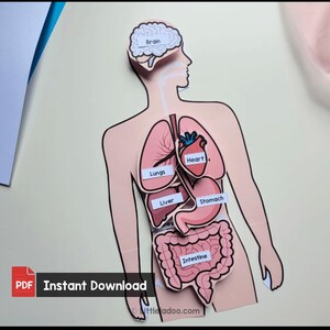 Human Body Internal Organs Craft, Printable Anatomy Craft for Kids ...