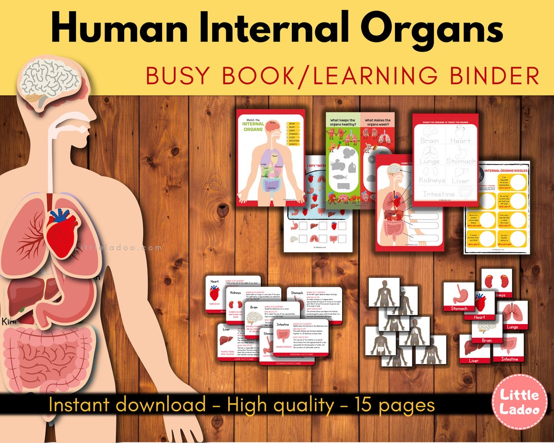 Human Internal Organs Busy Book , Anatomy Learning Binder, What's ...