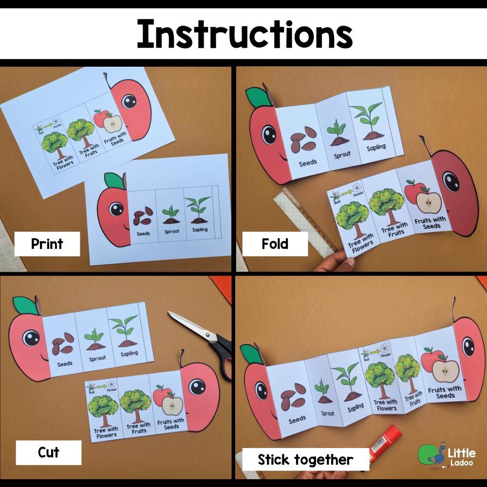 Apple Life Cycle Craft Printable - Foldable Life Cycle Activity - Etsy