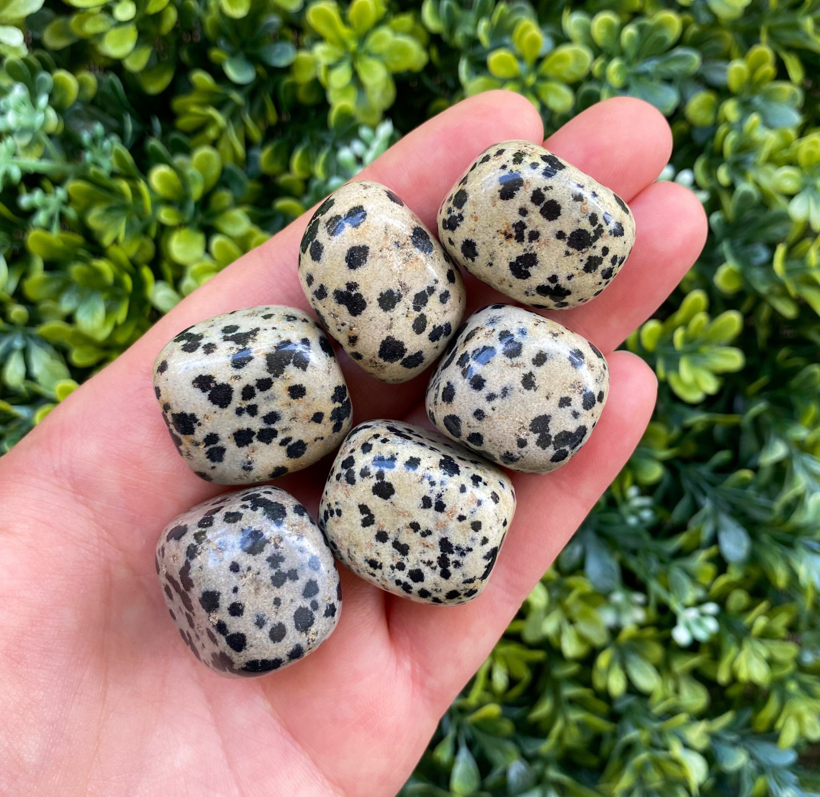 One Dalmatian Jasper Tumble Dalmatian Stone Dalmatian Jasper | Etsy
