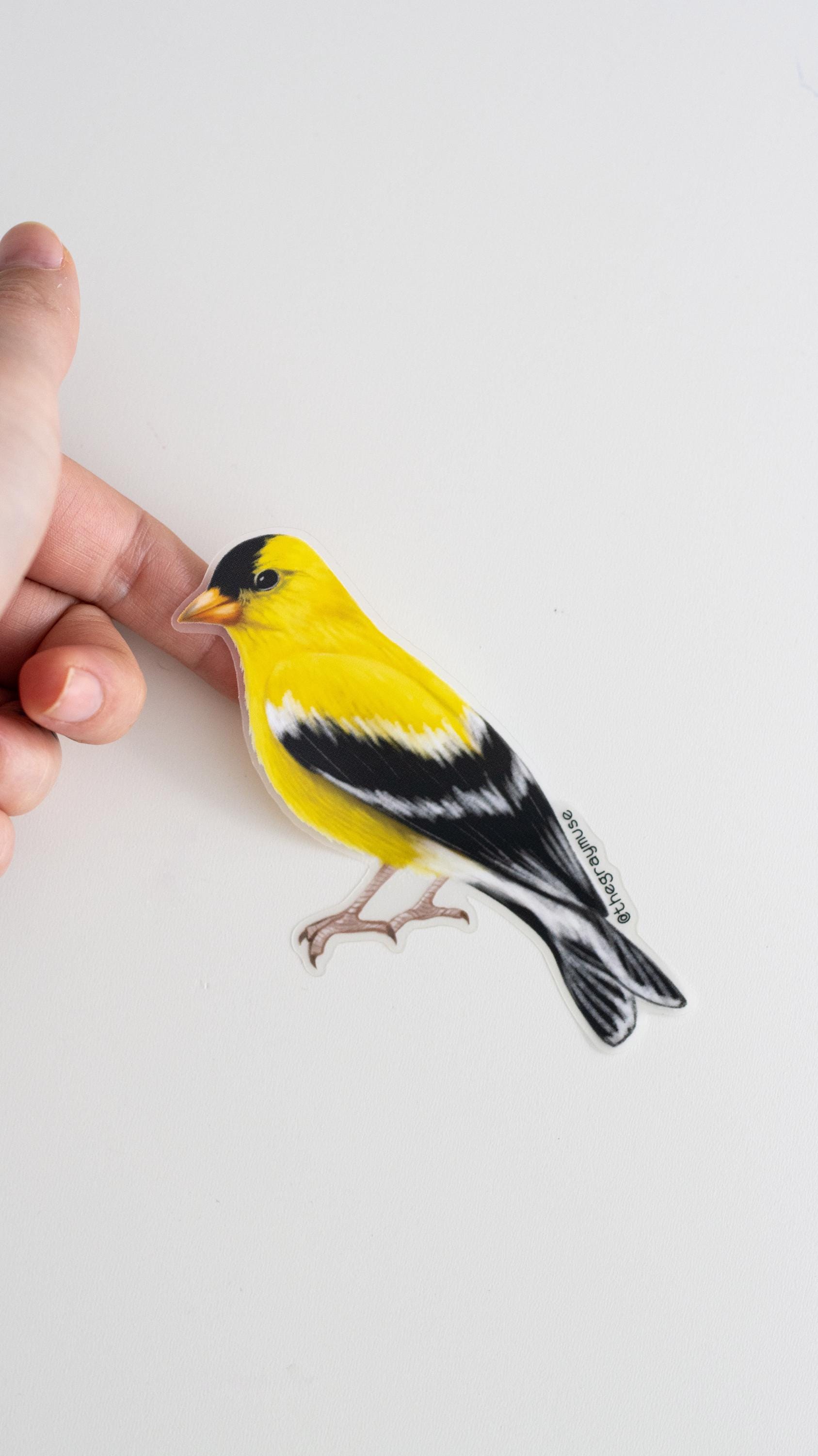 Eastern Goldfinch Bird Matte Sticker, Nature Gift - Etsy