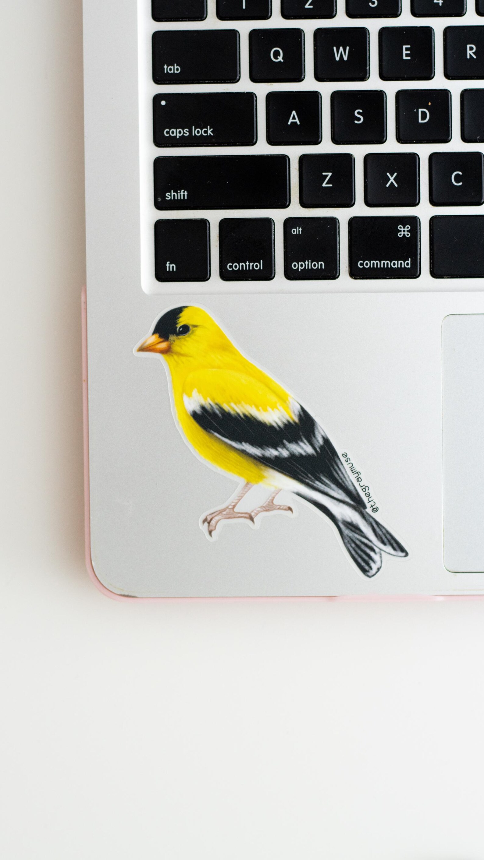 Eastern Goldfinch Bird Matte Sticker, Nature Gift - Etsy