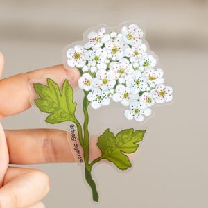 Hawthorn Floral Matte Sticker, May Birth Month, White Flower Accessory ...