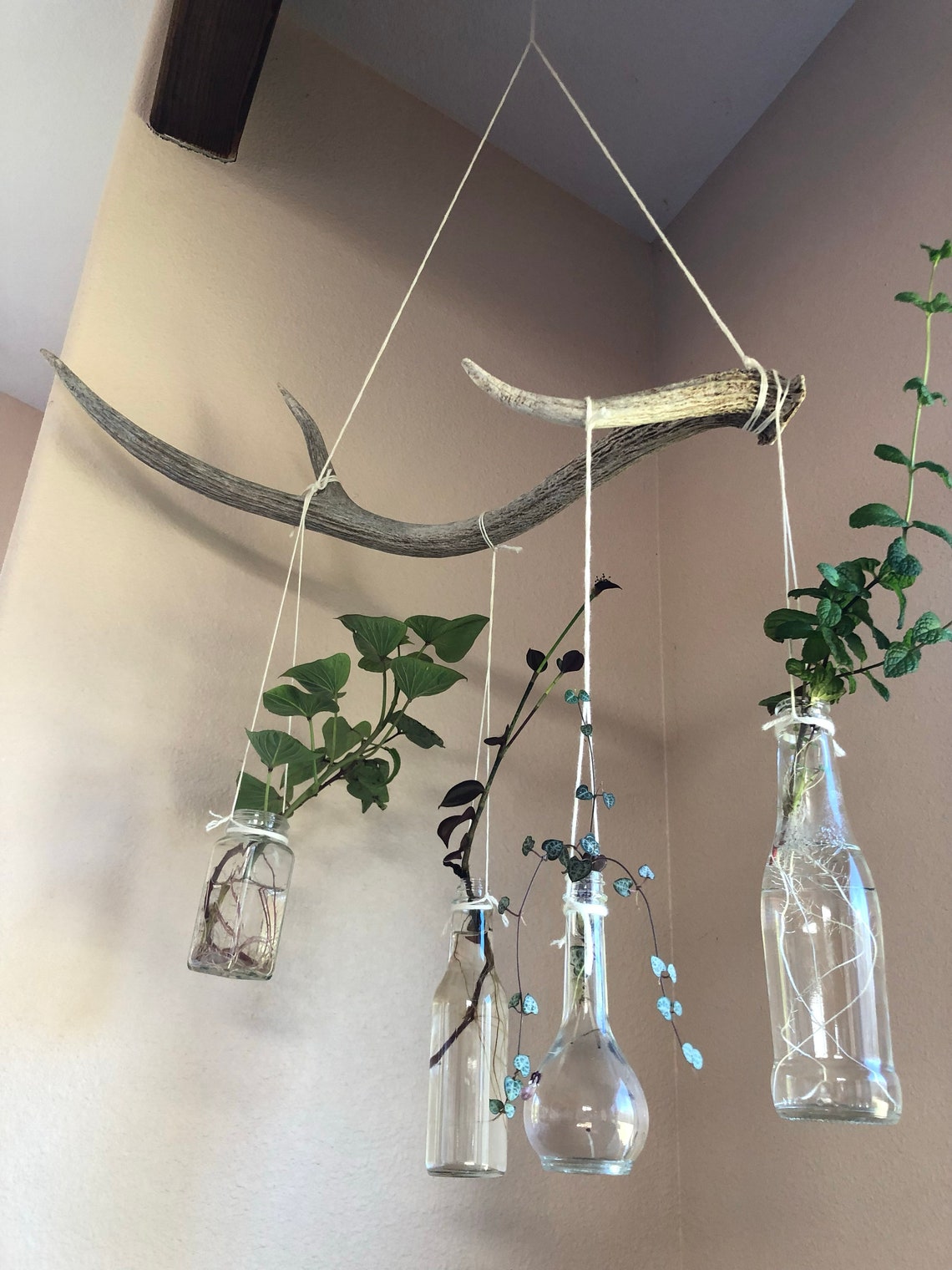 Axis Deer Antler Plant Hanger - Etsy
