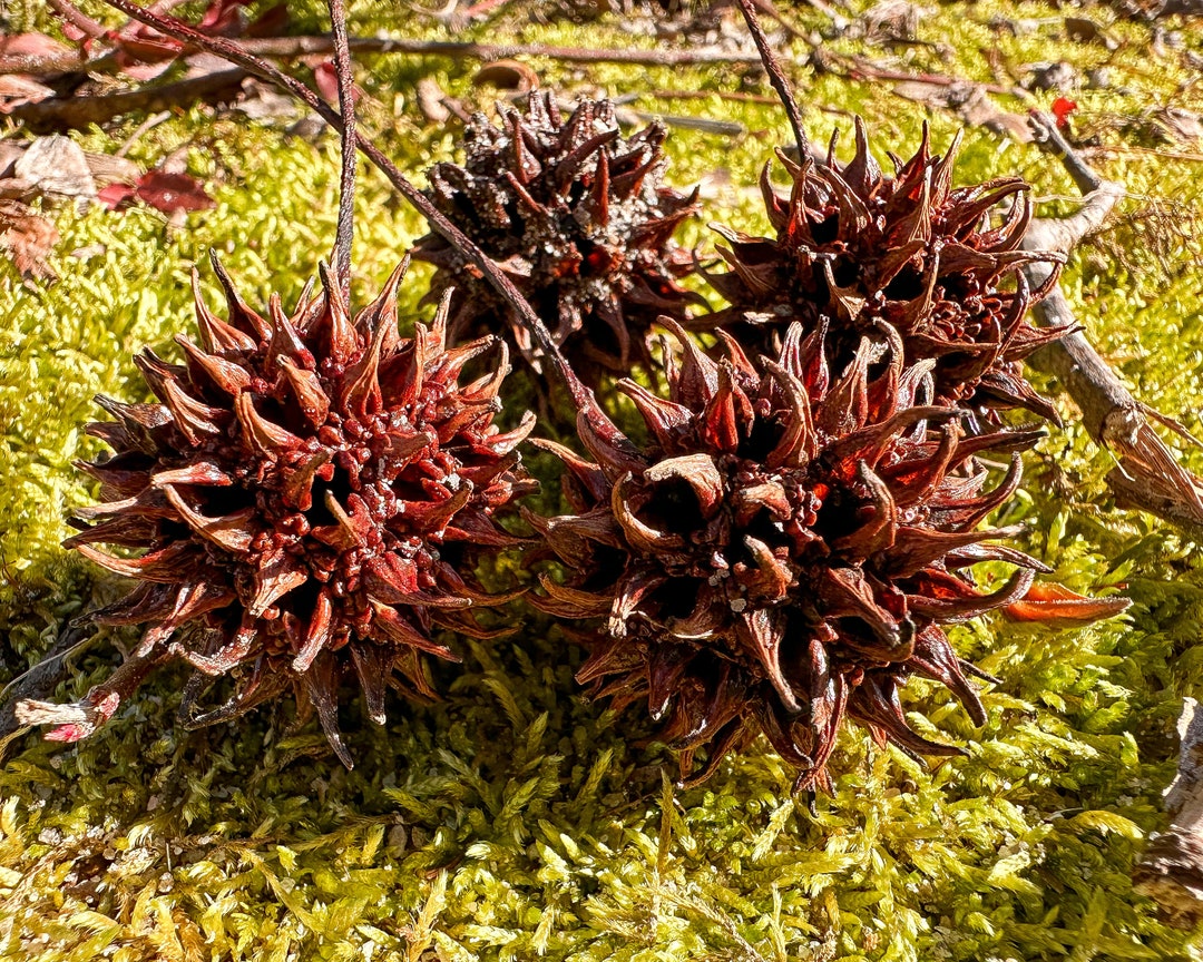 Witches Burr: Sweet Gum Tree Pods for Protection & Magic - Etsy