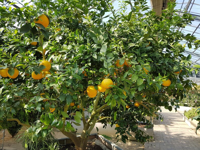 10 PCS Citron Citrus Medica Etrog Esrog Rare Exotic Fruit | Etsy