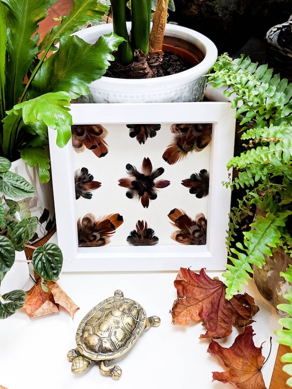 Pheasant feather small square glass box frame / shadow frame | Etsy