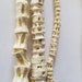 Fish Bone Beads African Fish Vertebra Beads - Etsy