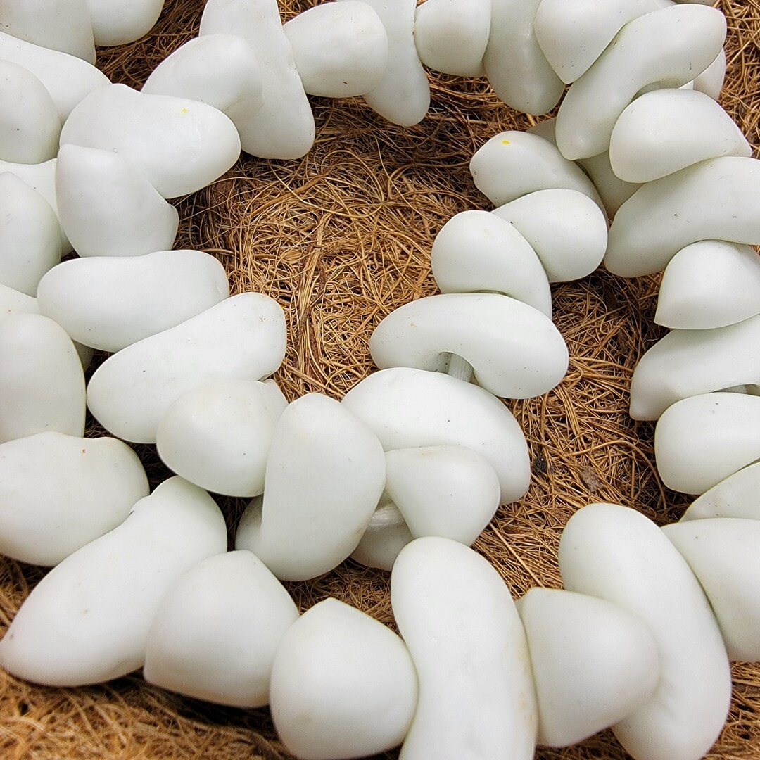 Large White Bean African Beads - Etsy