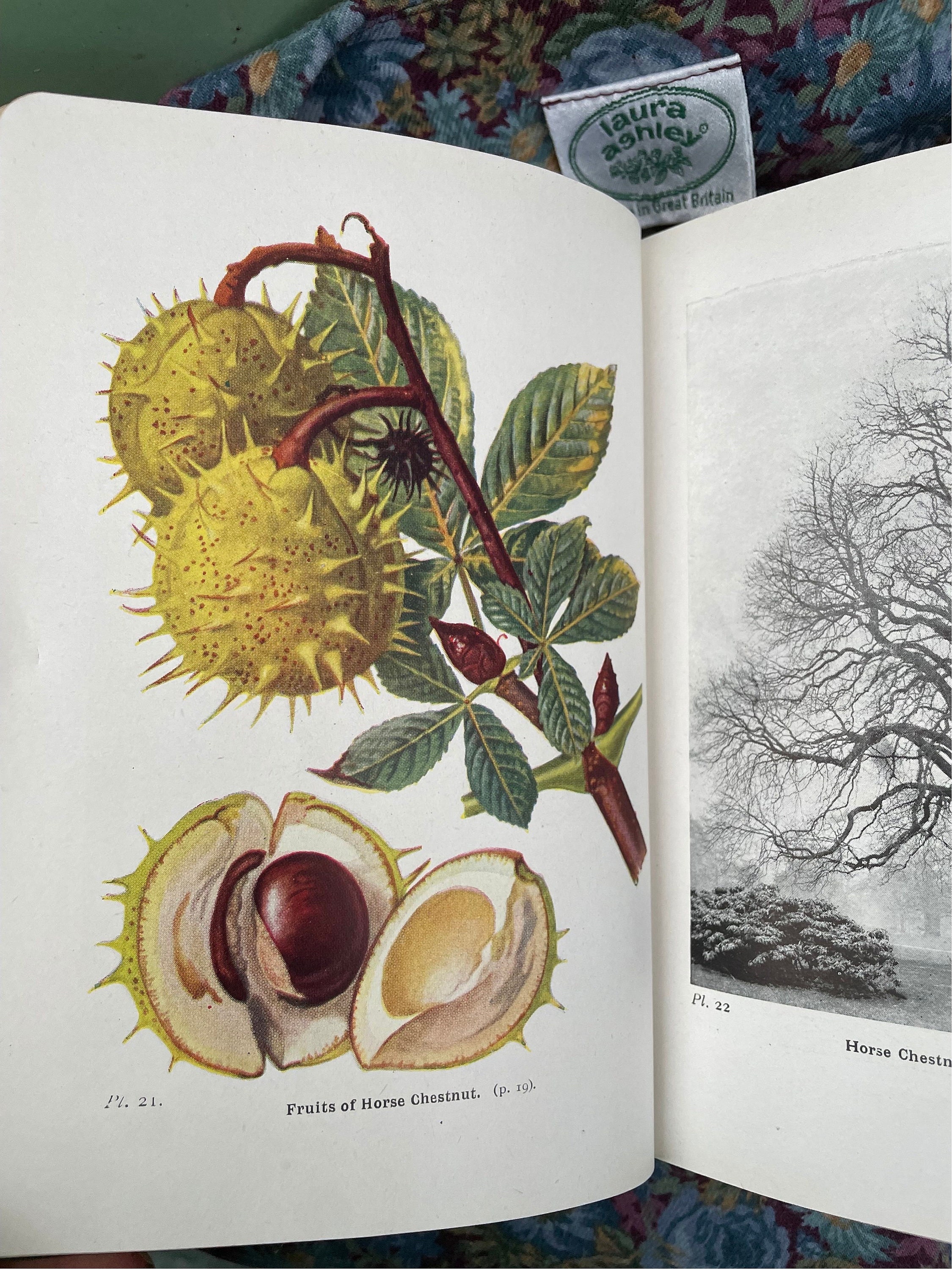 Wayside and Woodland Trees Edward Step Book 24 Colour Plates - Etsy UK