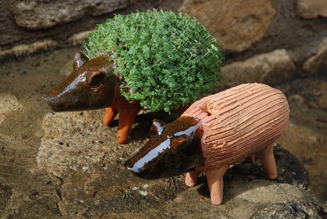 Grow Your Own Pig Figure - Comes With Cress Seeds - Simply Add Cress ...