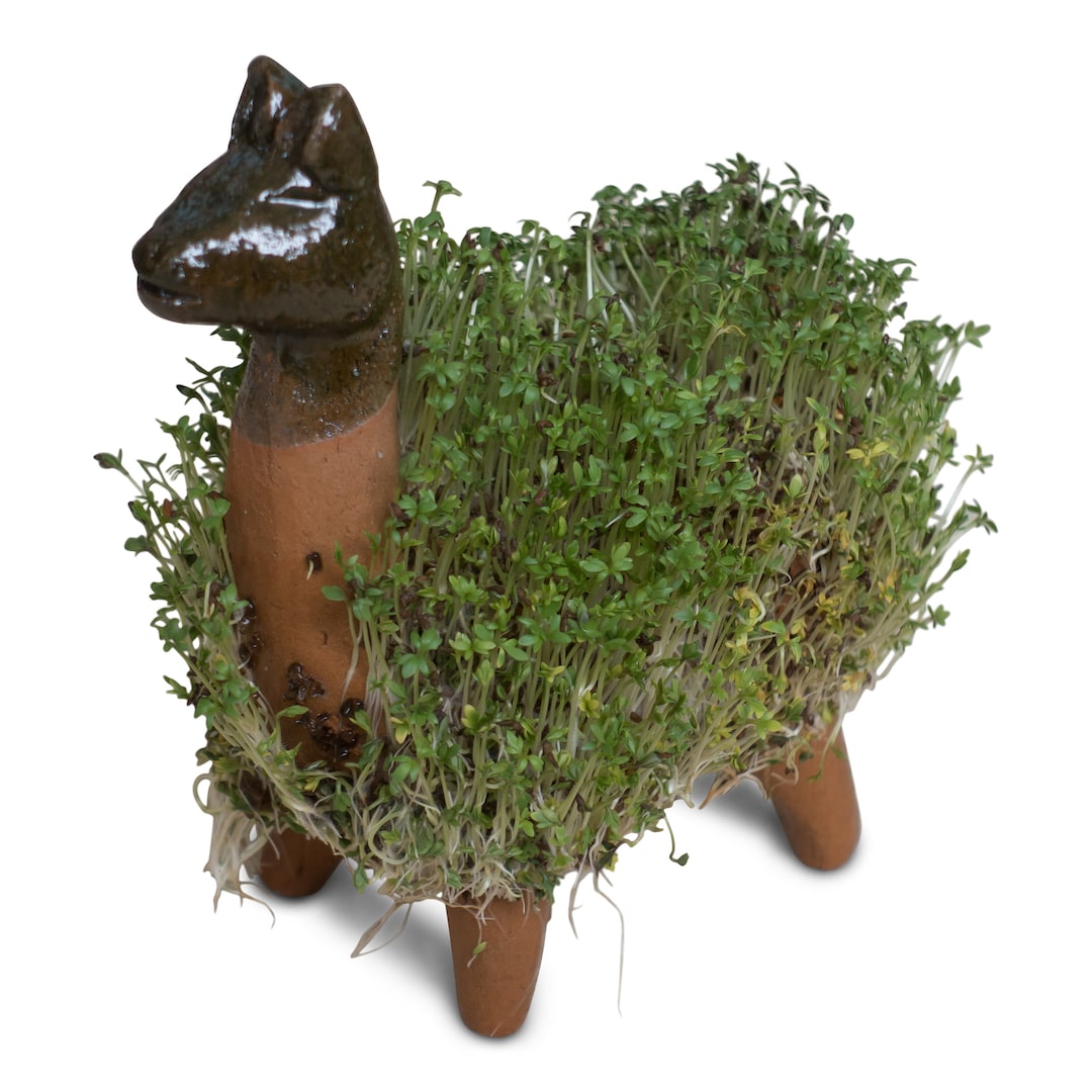Grow Your Own Llama Figure - Comes With Cress Seeds - Simply Add Cress ...