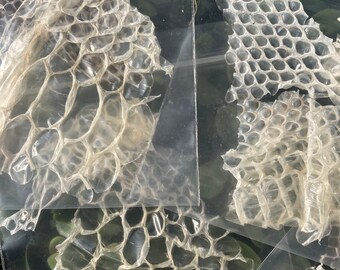 Shed Snake Skin | Etsy