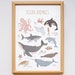 Ocean Animals Montessori Print, Homeschool Decor, Sea Life Educational ...