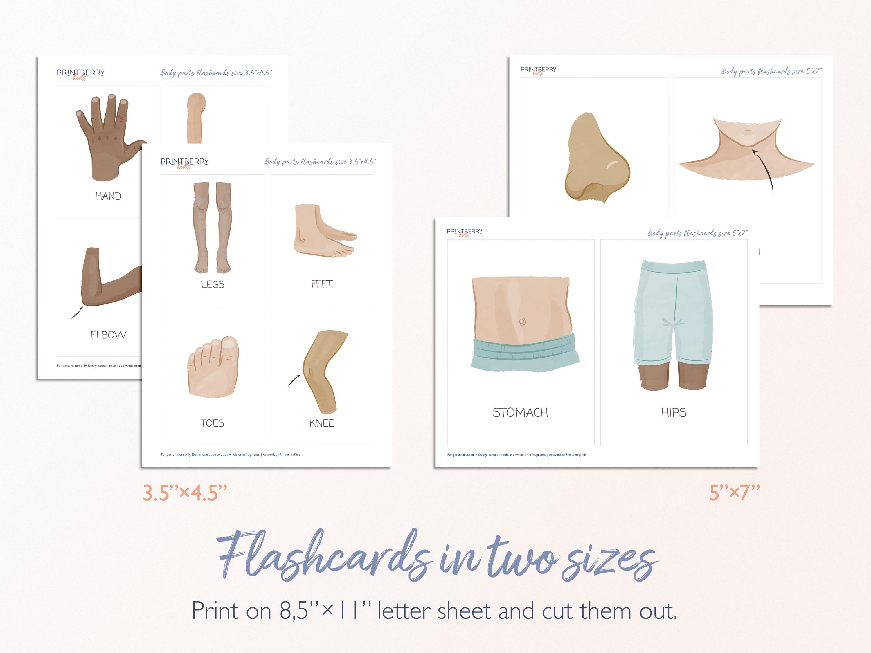 Editable Body Parts Flashcards: Montessori Anatomy Learning (digital ...