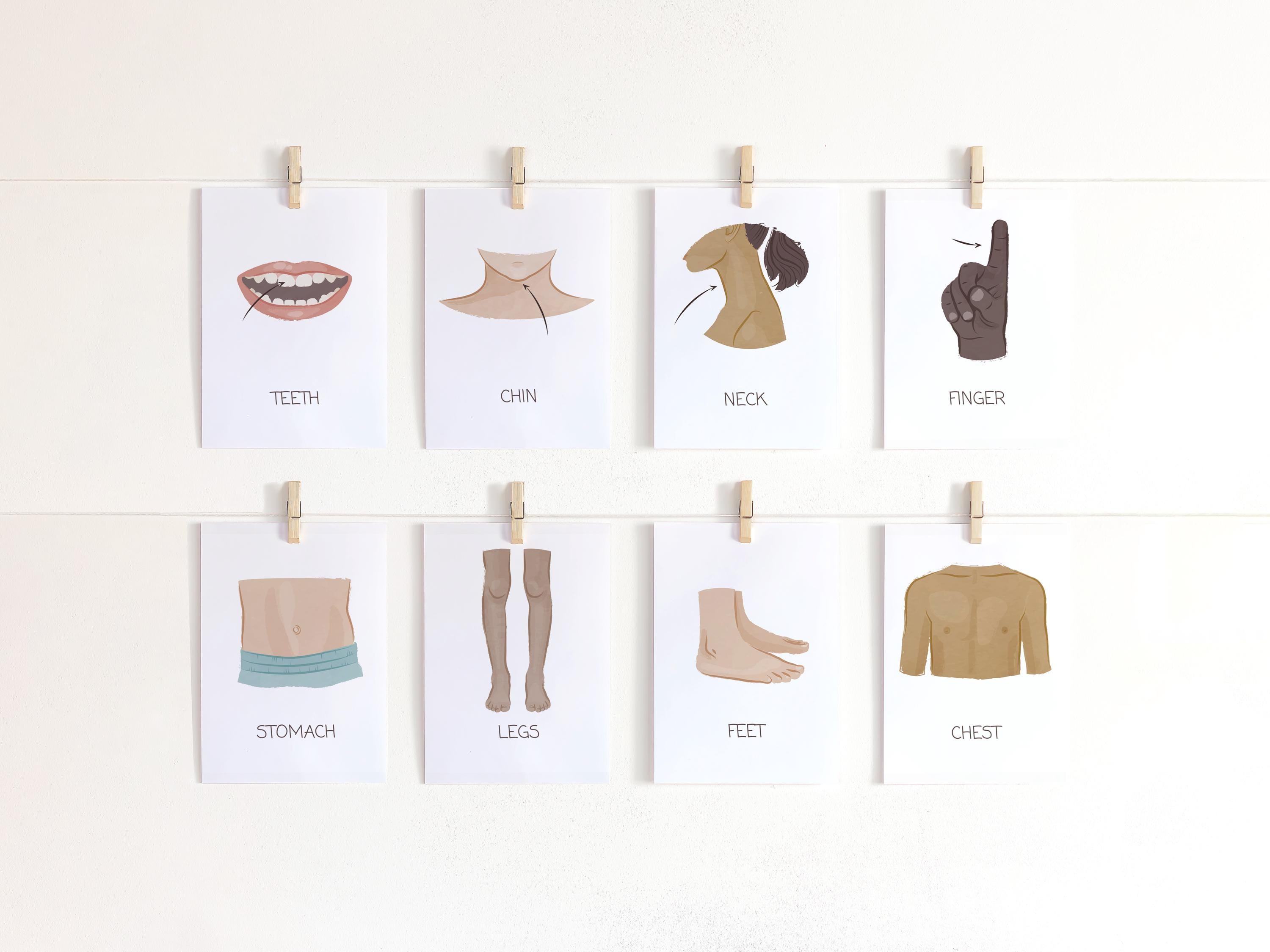 Editable Body Parts Flashcards: Montessori Anatomy Learning (digital ...