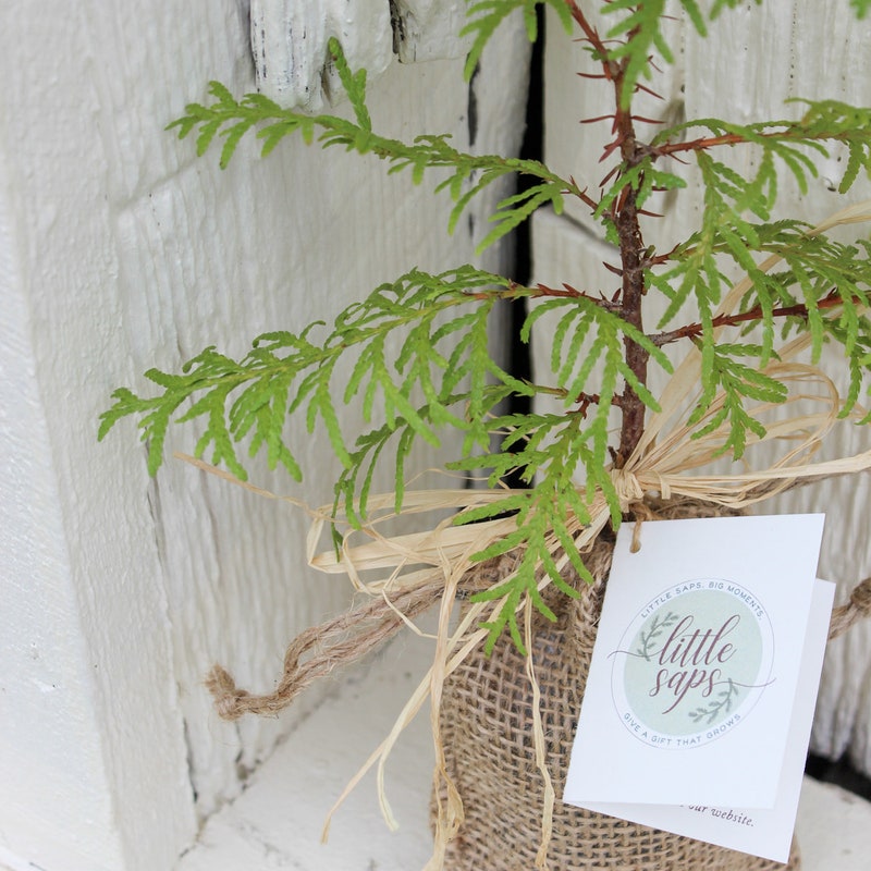 Tree Favors - Etsy