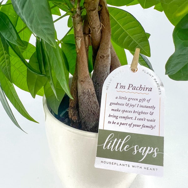 Money Tree House Plant - Etsy