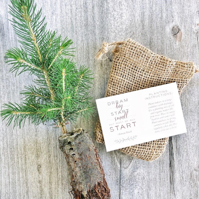 Tree Favors - Etsy