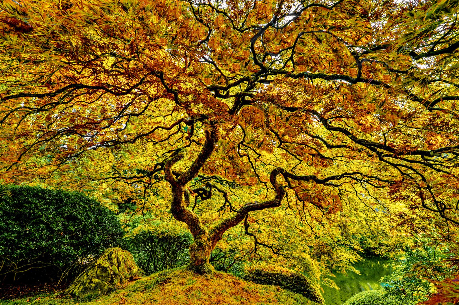 Tree of Life Gorgeous Japanese Maple Tree Photo, Nat Geographic Quality ...