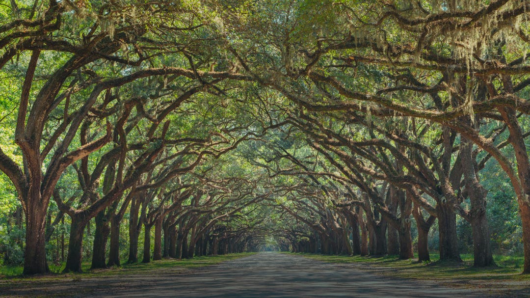 LIVE OAK ALLEY ~ Surreal Savannah Georgia Live Oak Photo, Great Gift ...